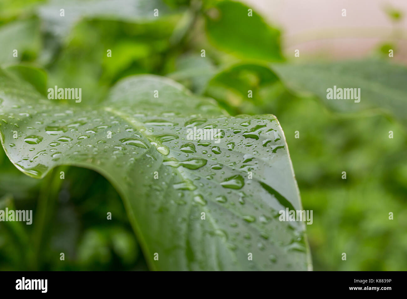 drop dew water Stock Photo - Alamy