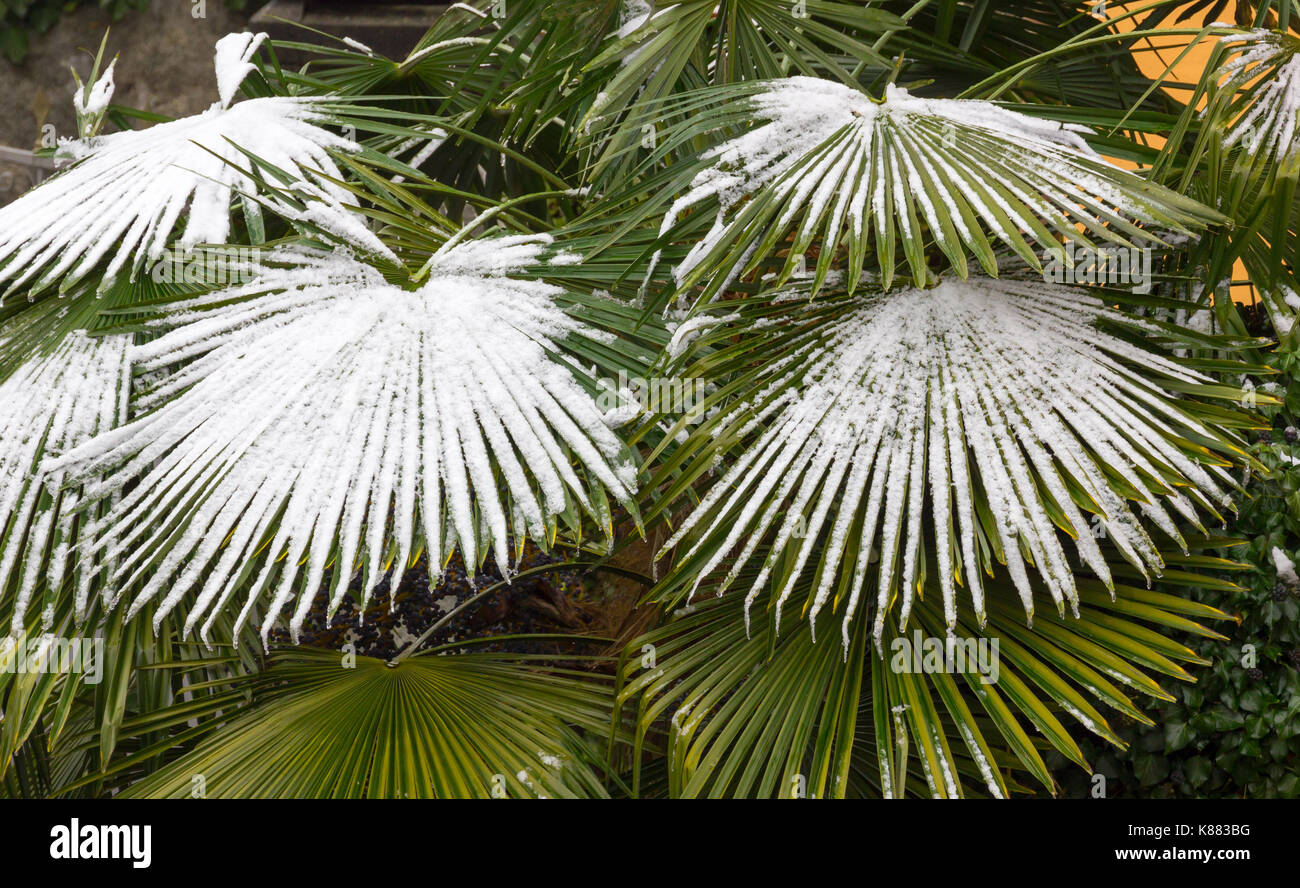Tropical plant winter hi-res stock photography and images - Alamy