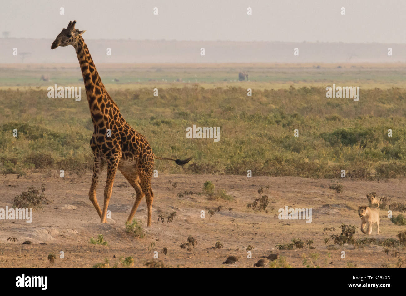 Lion hunt elephant hi-res stock photography and images - Alamy