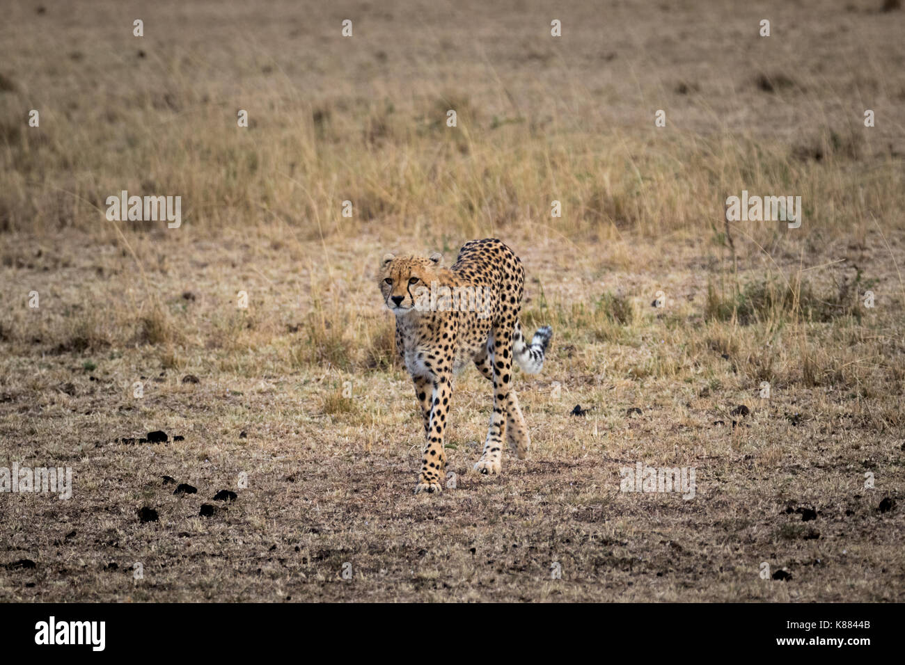 Cheetah hunts hi-res stock photography and images - Alamy