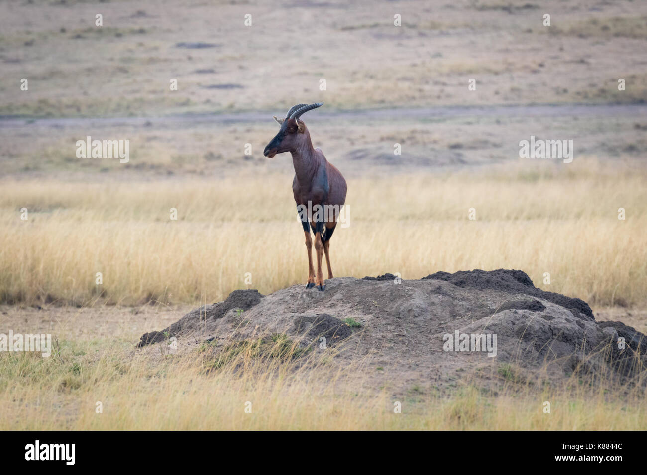 Watching with elevation hi-res stock photography and images - Alamy