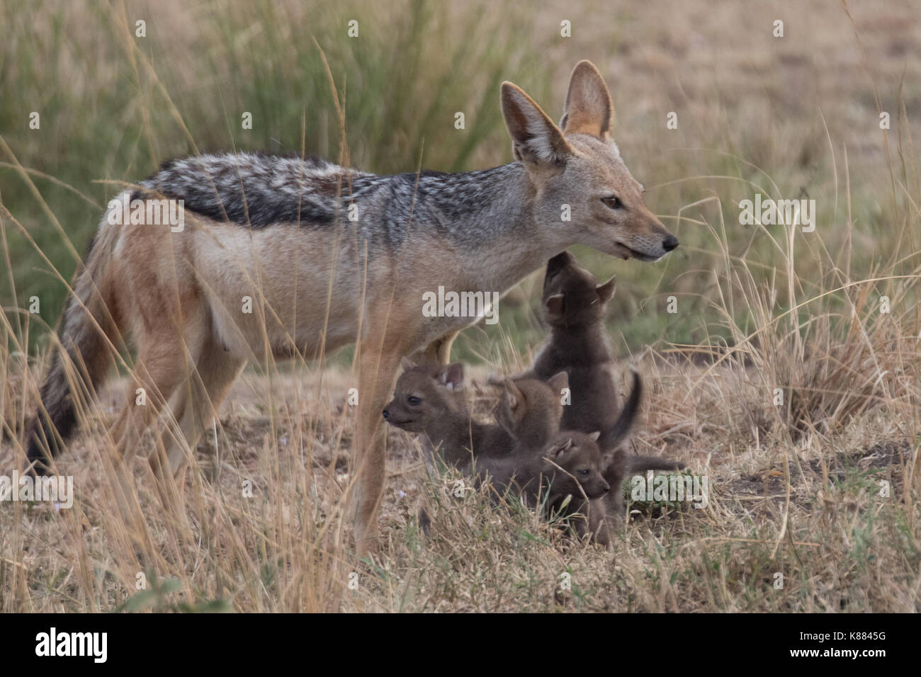 Black backed jackal mother and pups hi-res stock photography and images ...
