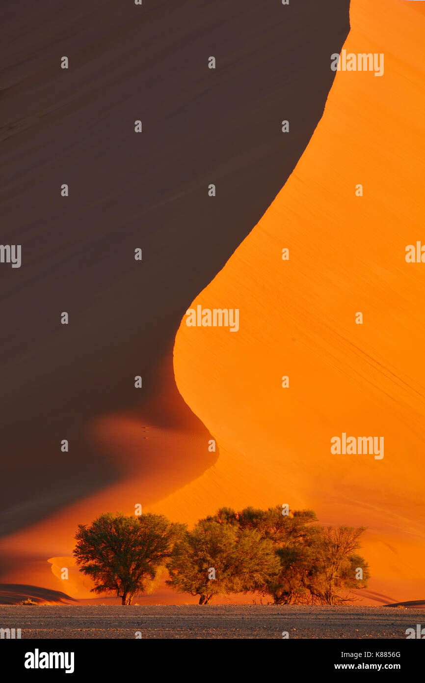 Sand dune shifting in the wind, with trees at its base Stock Photo - Alamy