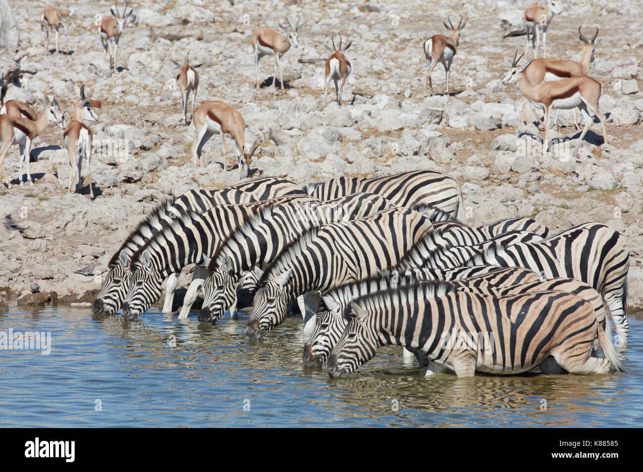 Springbok antidorcas marsupialis standing hi-res stock photography and ...
