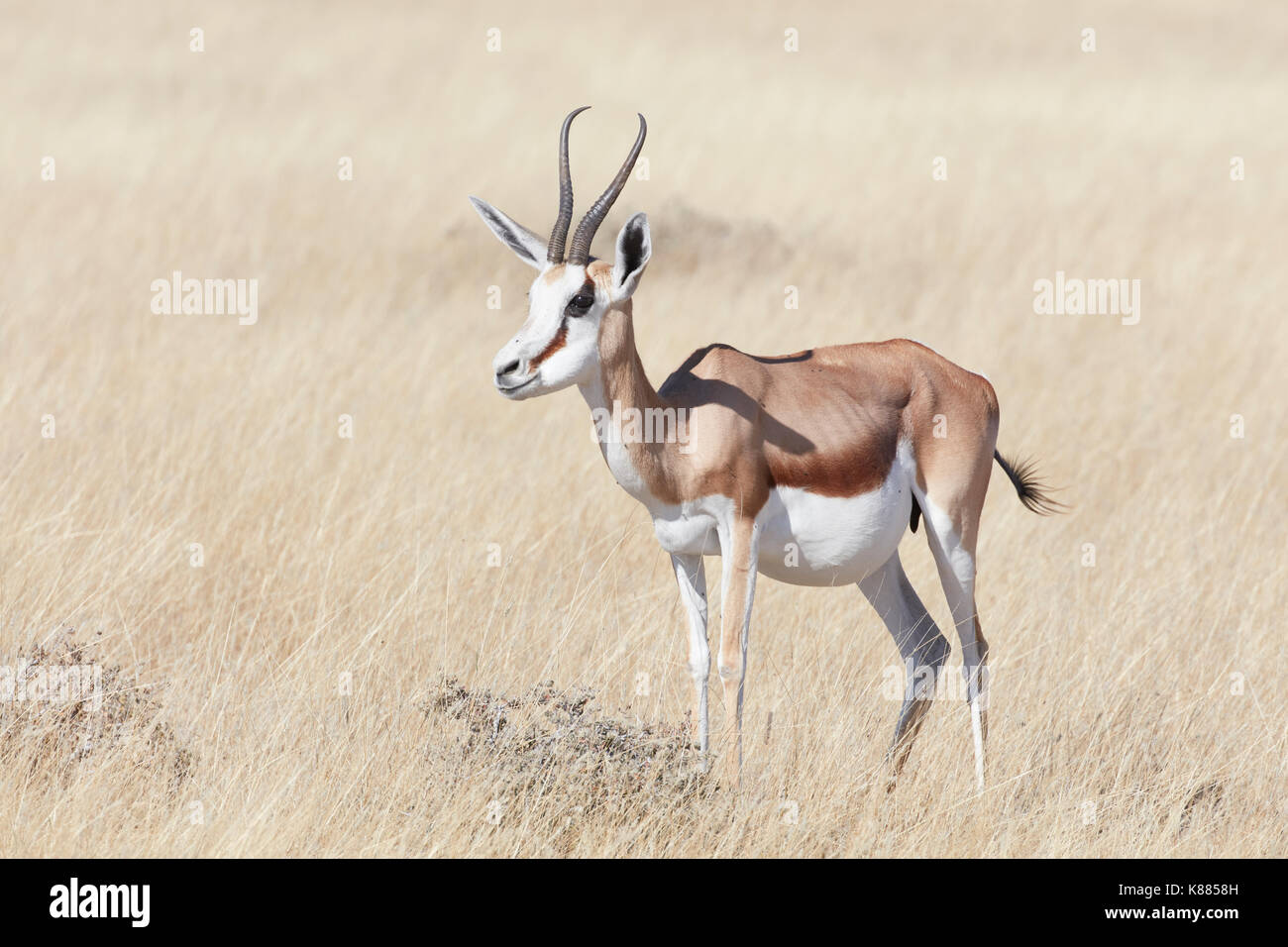 Springbok Antelope, Antidorcas marsupialis, standing in grassland Stock ...