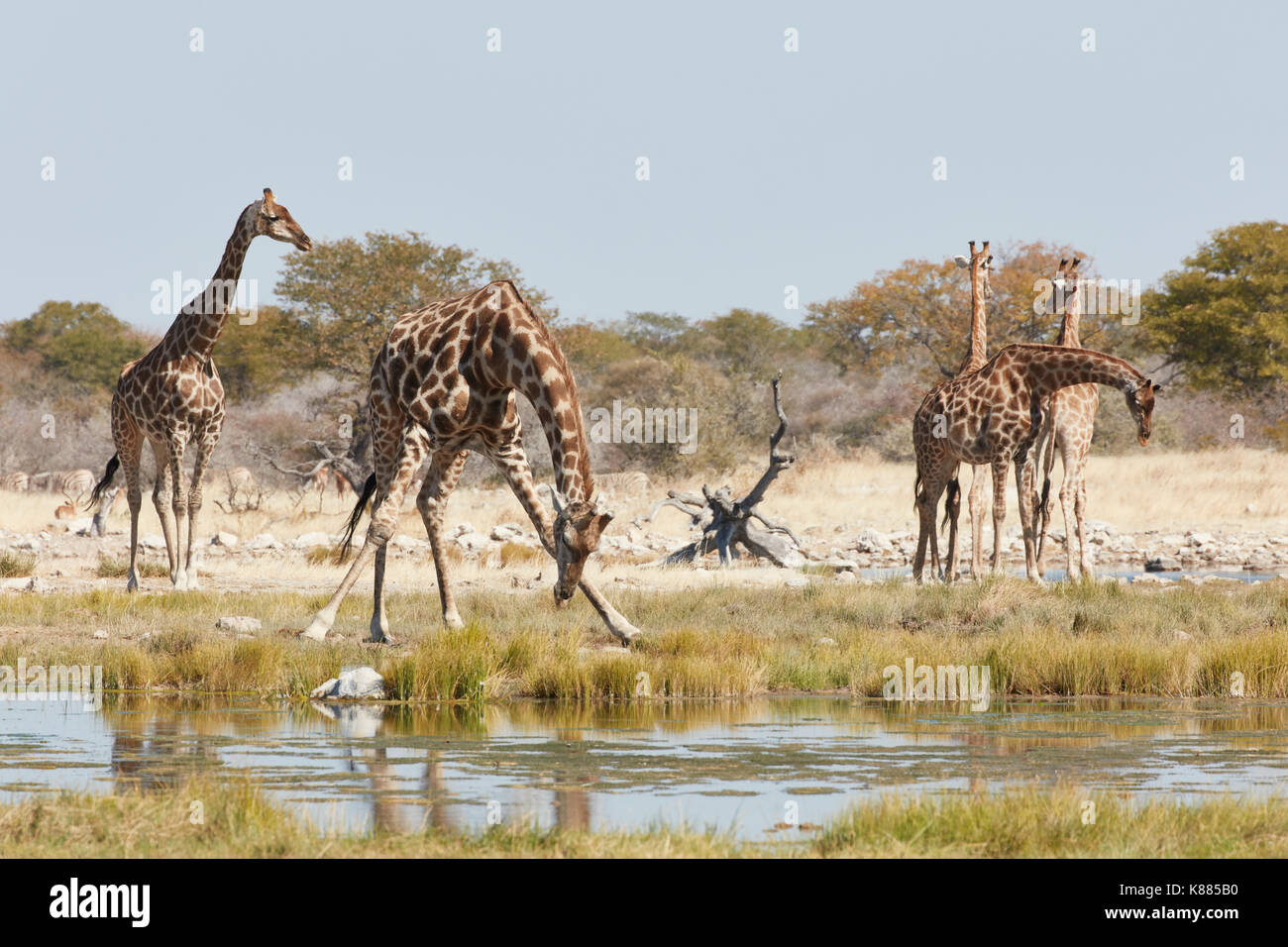 Herd of Angolan giraffes, Giraffa giraffa angolensis, standing in ...