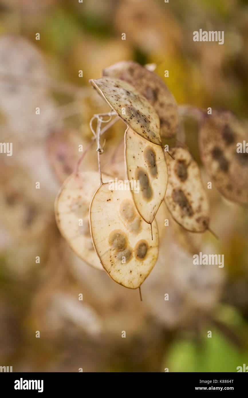 Honesty plant seeds hi-res stock photography and images - Alamy
