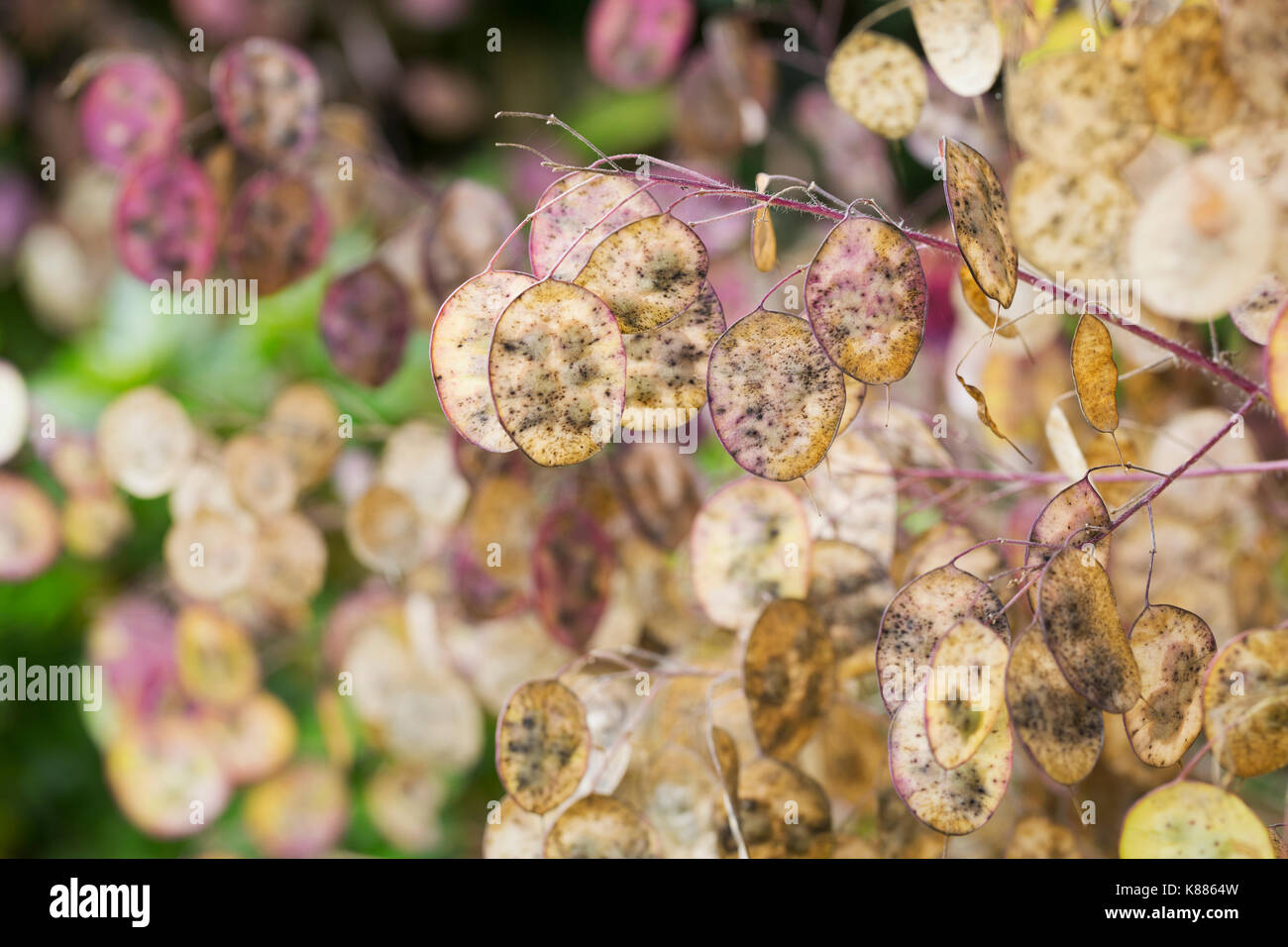 Honesty plant seeds hi-res stock photography and images - Alamy