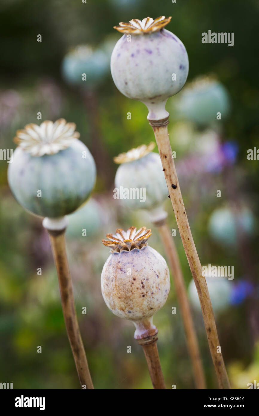 Close up of poppy seed pods in a garden Stock Photo - Alamy