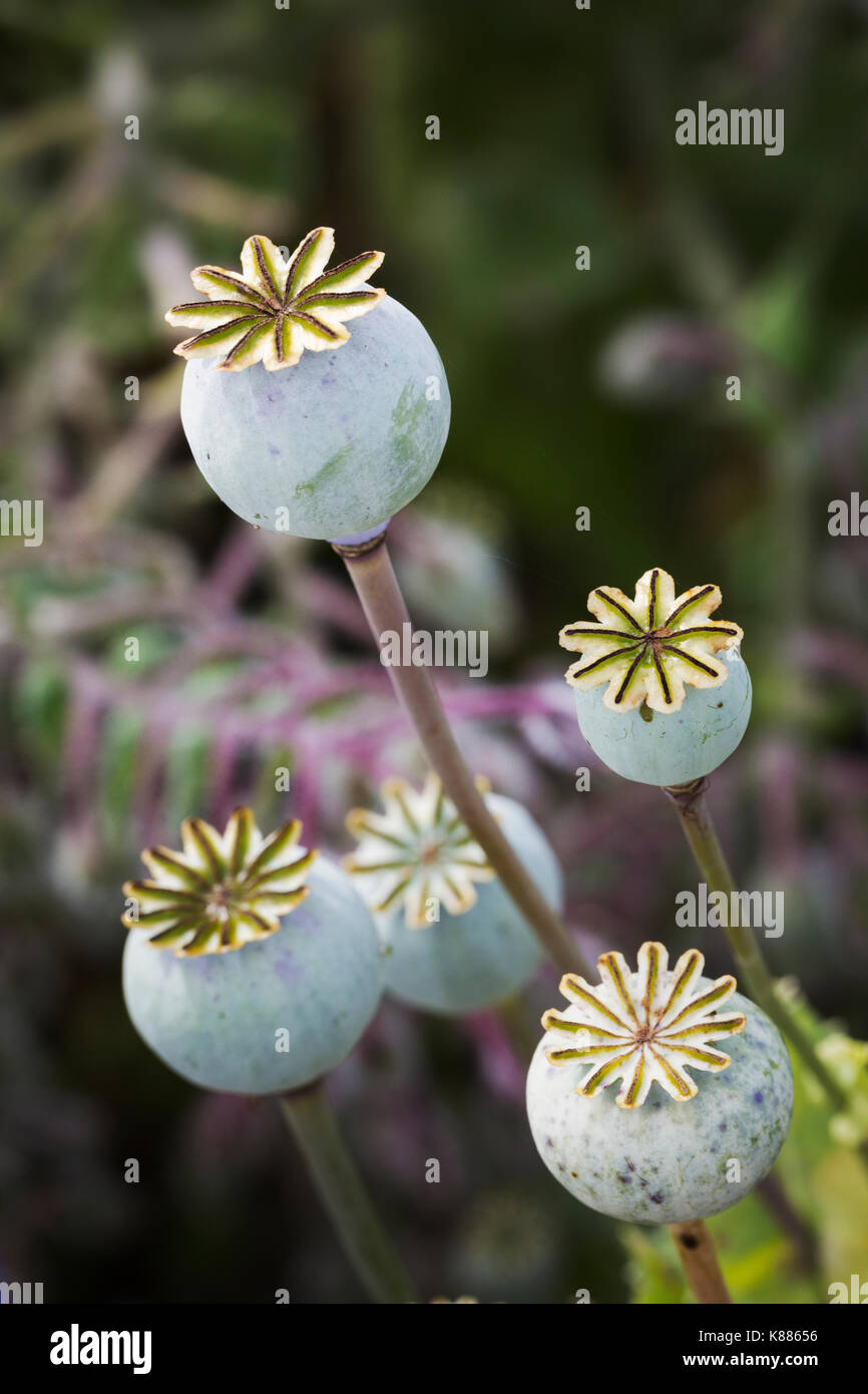 Close up of poppy seed pods in a garden Stock Photo - Alamy
