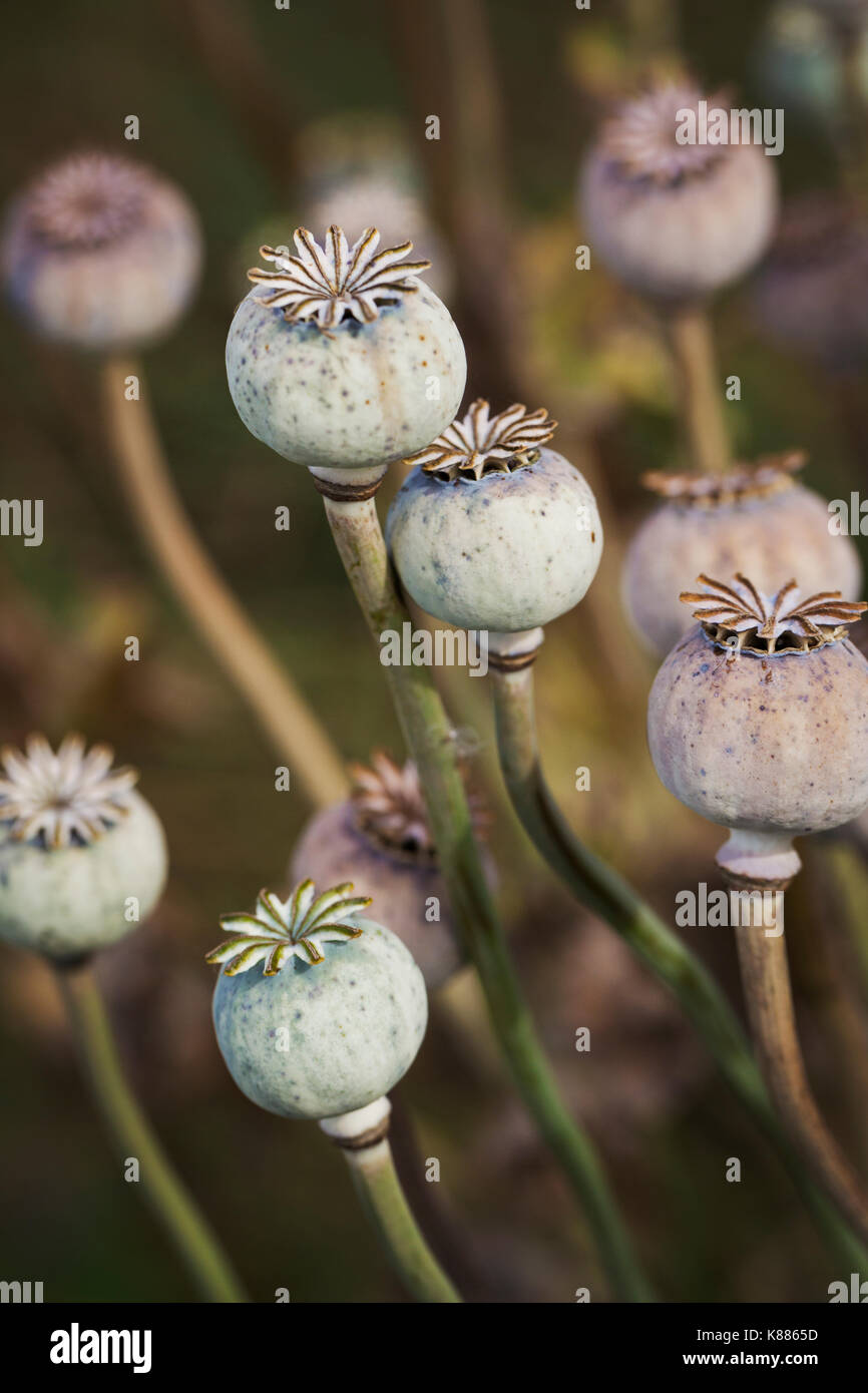 Close up of poppy seed pods in a garden Stock Photo - Alamy