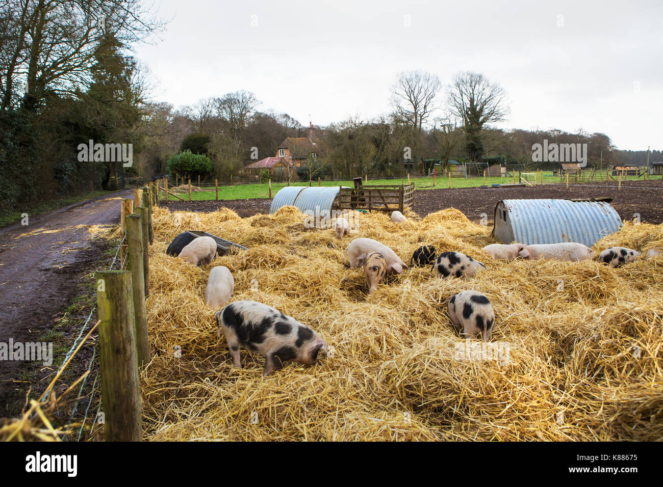 Pigs in a pen hi-res stock photography and images - Alamy