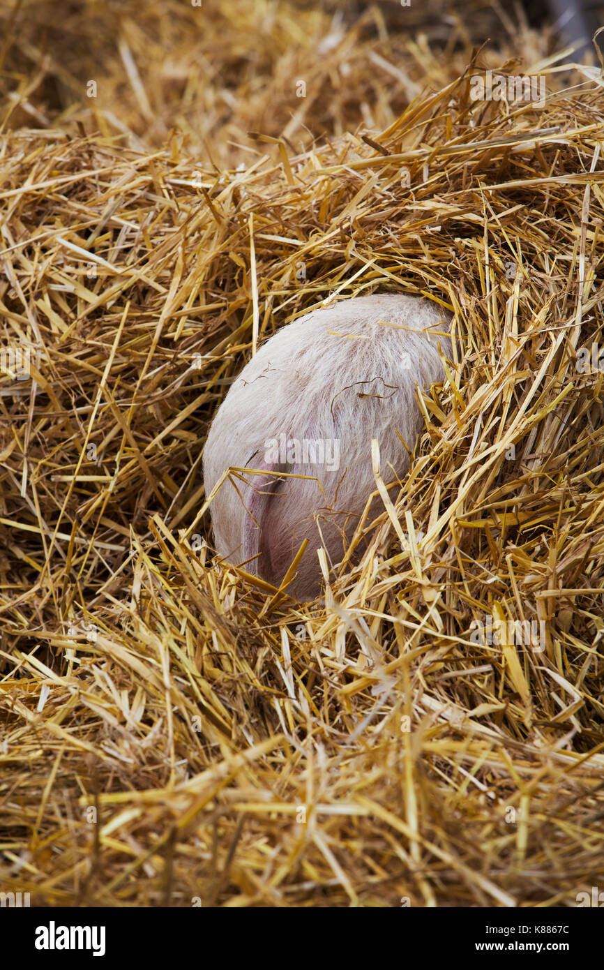 High angle rear view of piglet hiding in a heap of straw Stock Photo ...