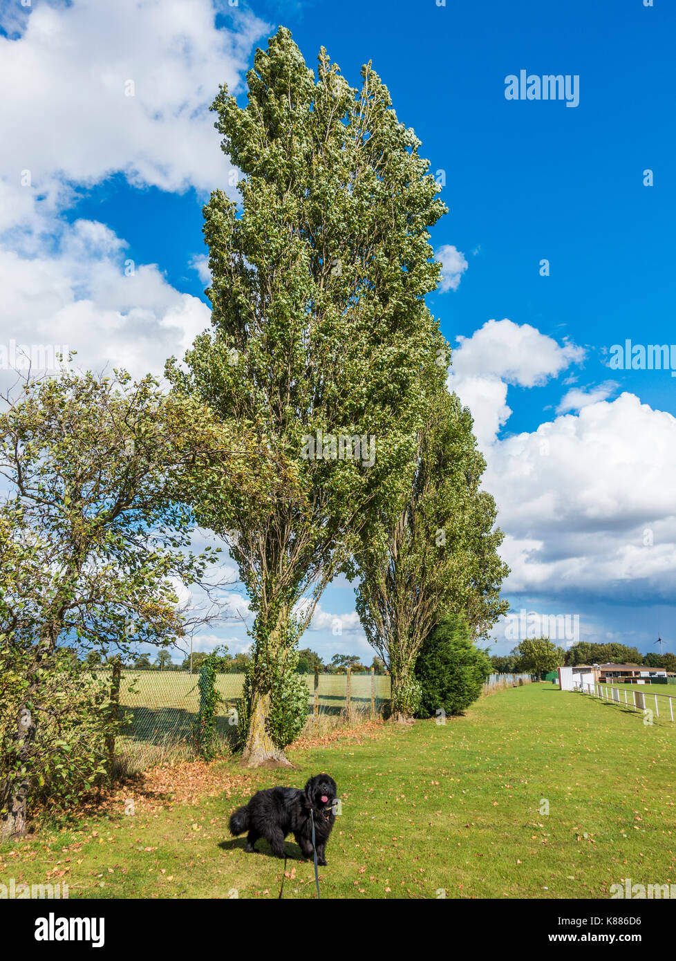 Tall mature tree hi-res stock photography and images - Alamy