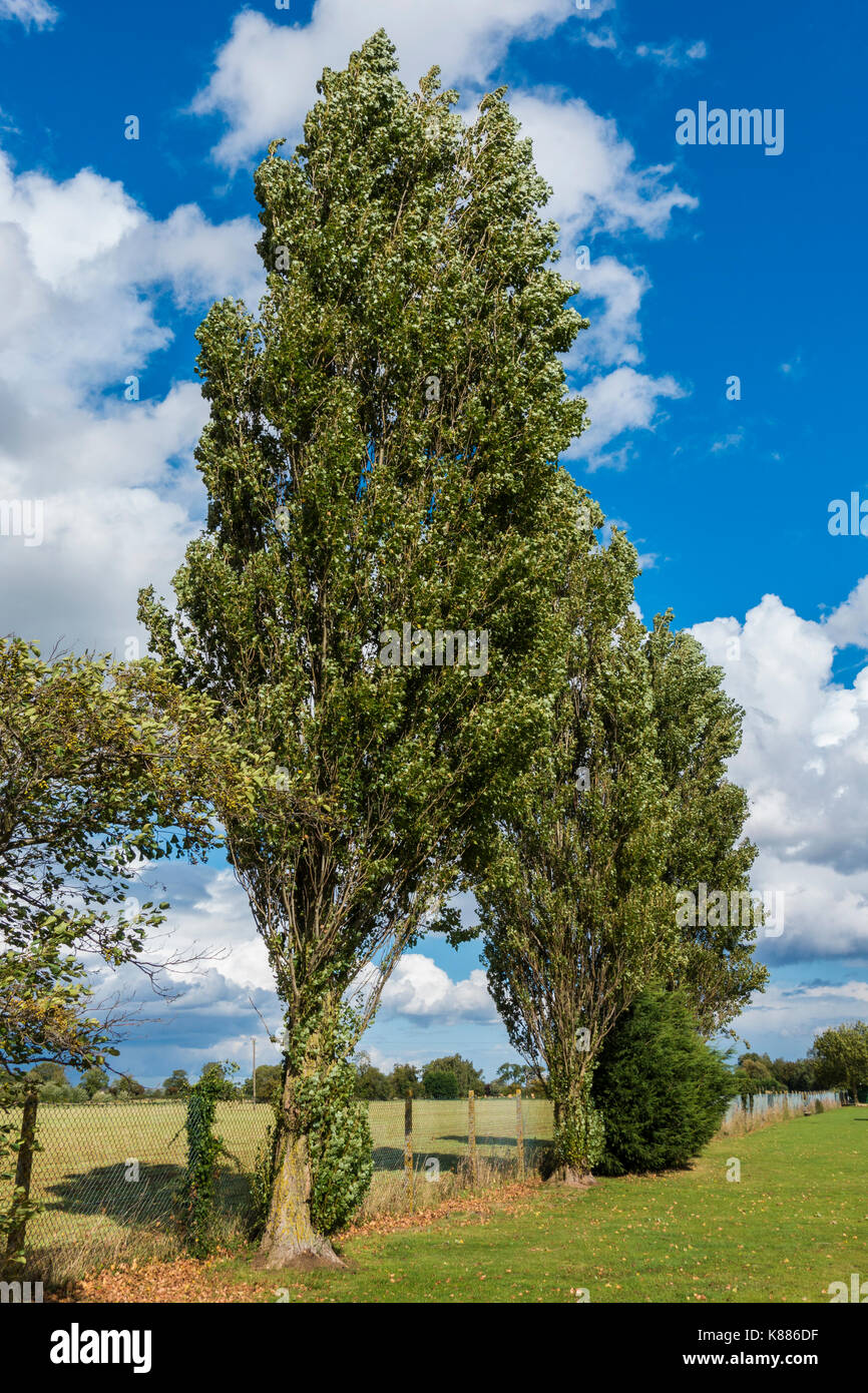 Tree growing around fence High Resolution Stock Photography and Images ...
