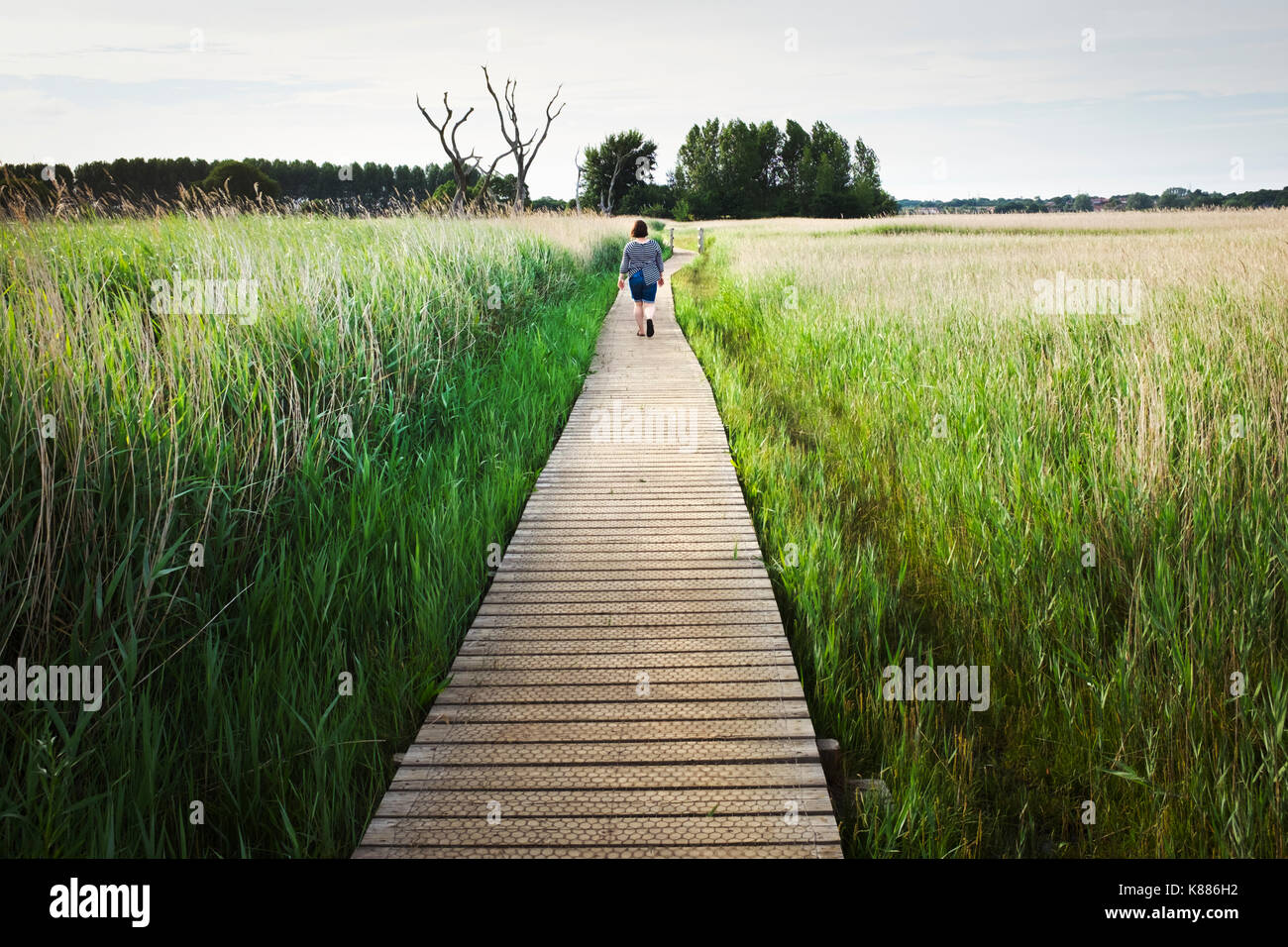 Boardwalk through tall grass hi-res stock photography and images - Alamy