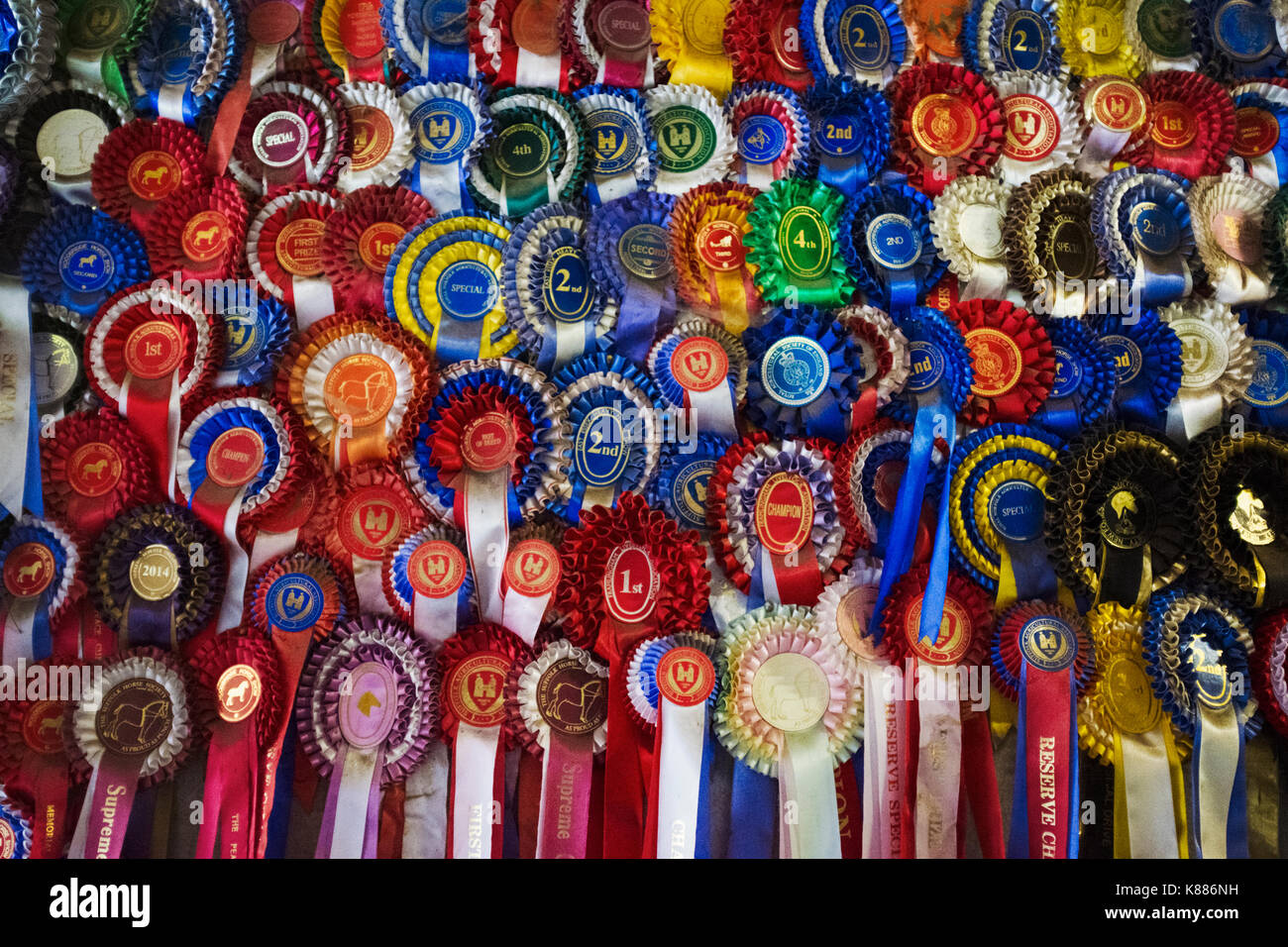 Full frame close up of a large display of winning rosettes, competition ...