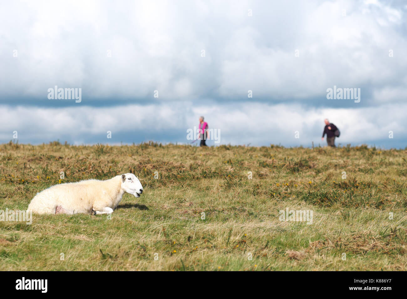 Walkers sheep hi-res stock photography and images - Alamy