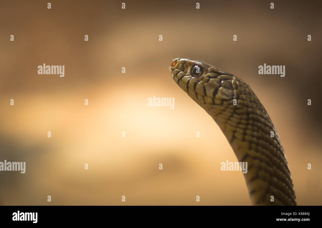 Indian rat snake ptyas mucosa hi-res stock photography and images - Alamy