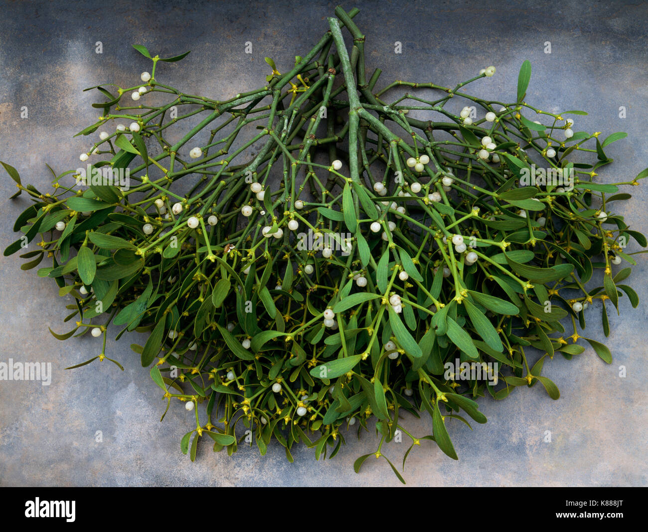 Branches of fresh cut European Mistletoe, Viscum album, with white ...