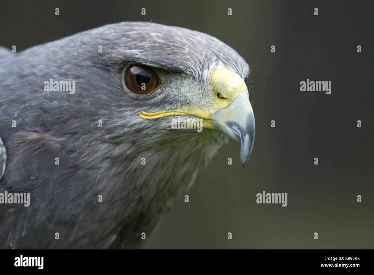 Falco hypoleucos hi-res stock photography and images - Alamy