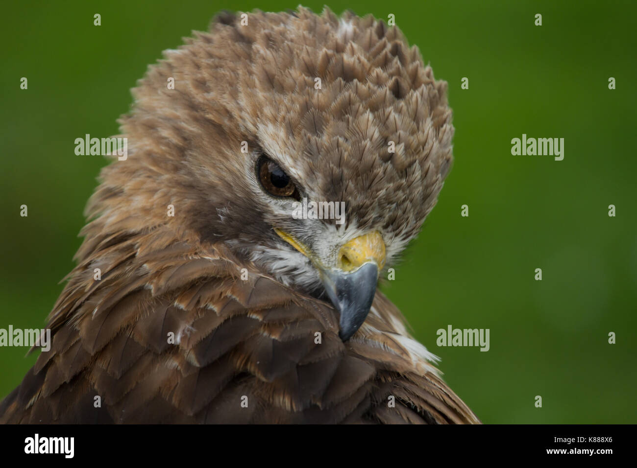 Buzzard photo hi-res stock photography and images - Alamy