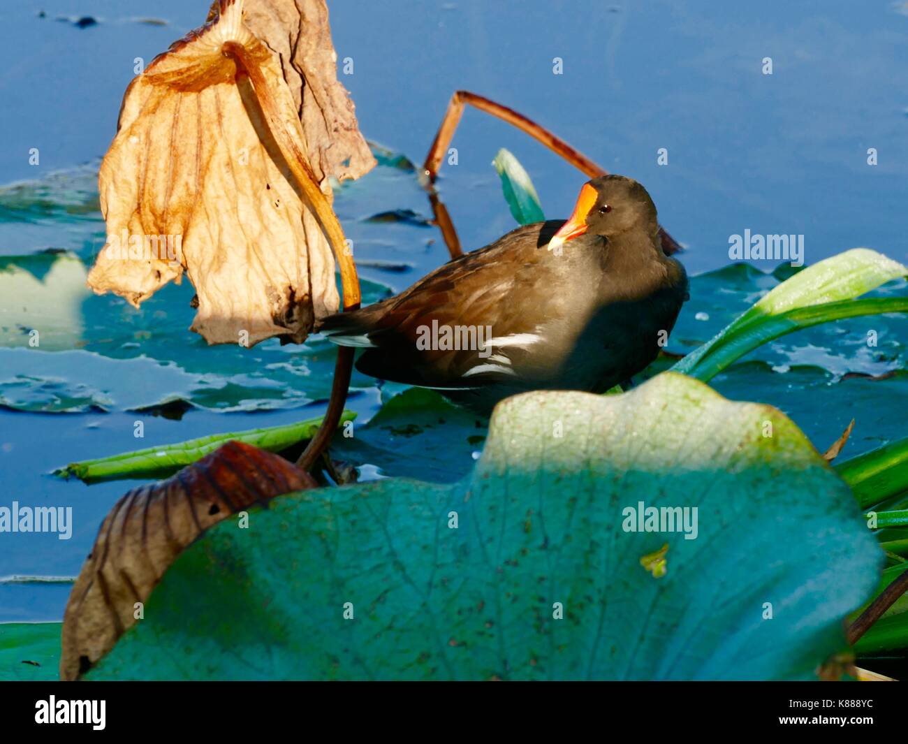 Nymphaea aquatica hi-res stock photography and images - Alamy