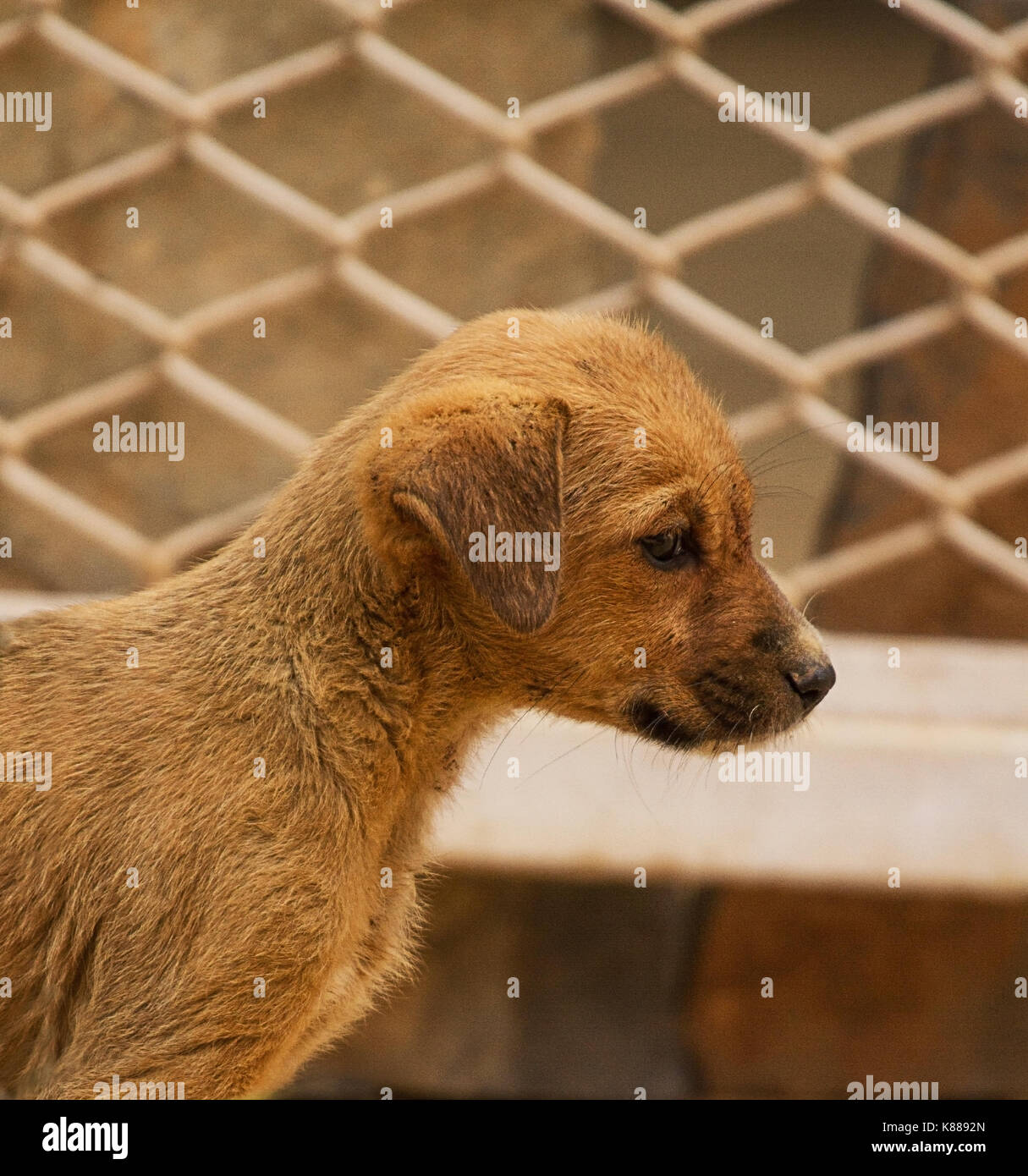 Feral dog hi-res stock photography and images - Alamy