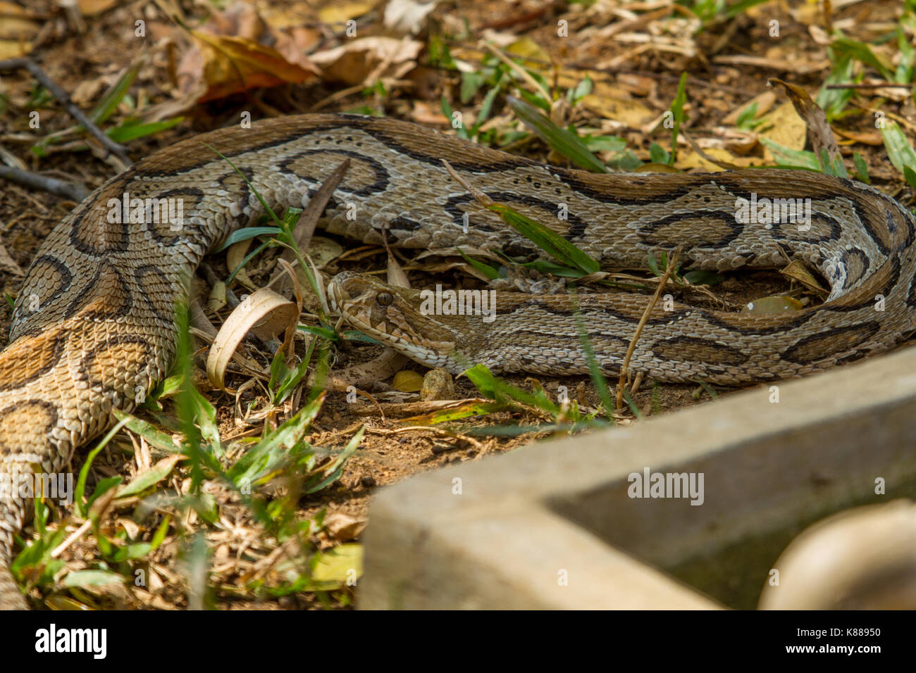 photographic portrait of a cute feral puppies Stock Photo - Alamy