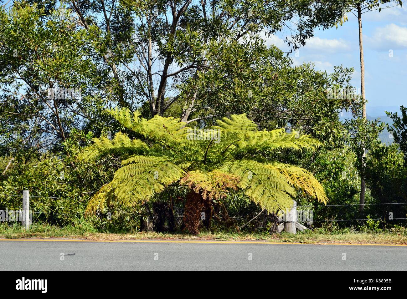 View of mature Australian big green tree ferns Stock Photo - Alamy