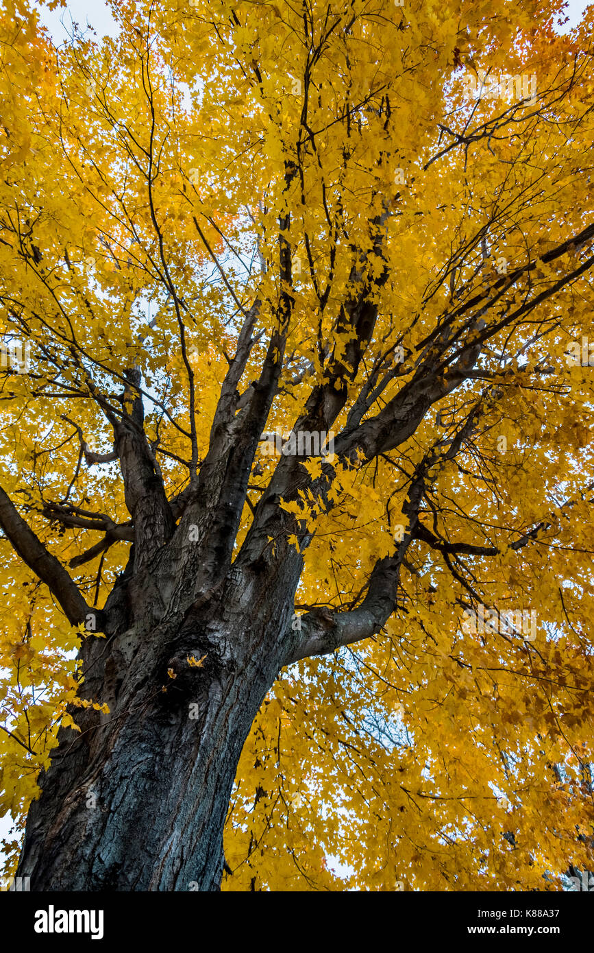 Beech tree in autumn. Nature background Stock Photo - Alamy