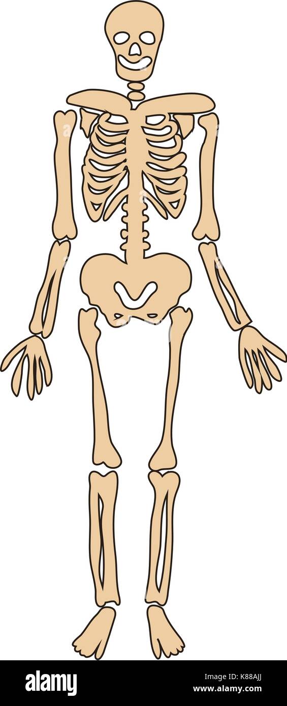 halloween skeleton vector symbol icon design. Beautiful illustration ...