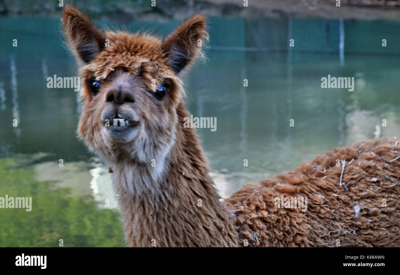 A beautiful and funny brown lama smile on a farm in Australia Stock ...