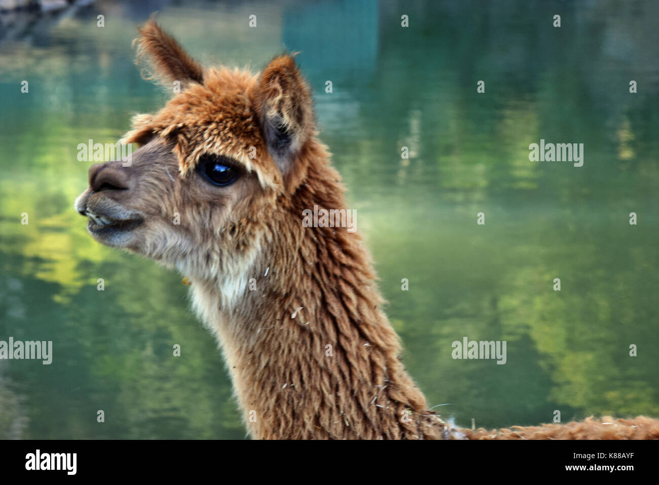 A beautiful and funny brown lama smile on a farm in Australia Stock ...