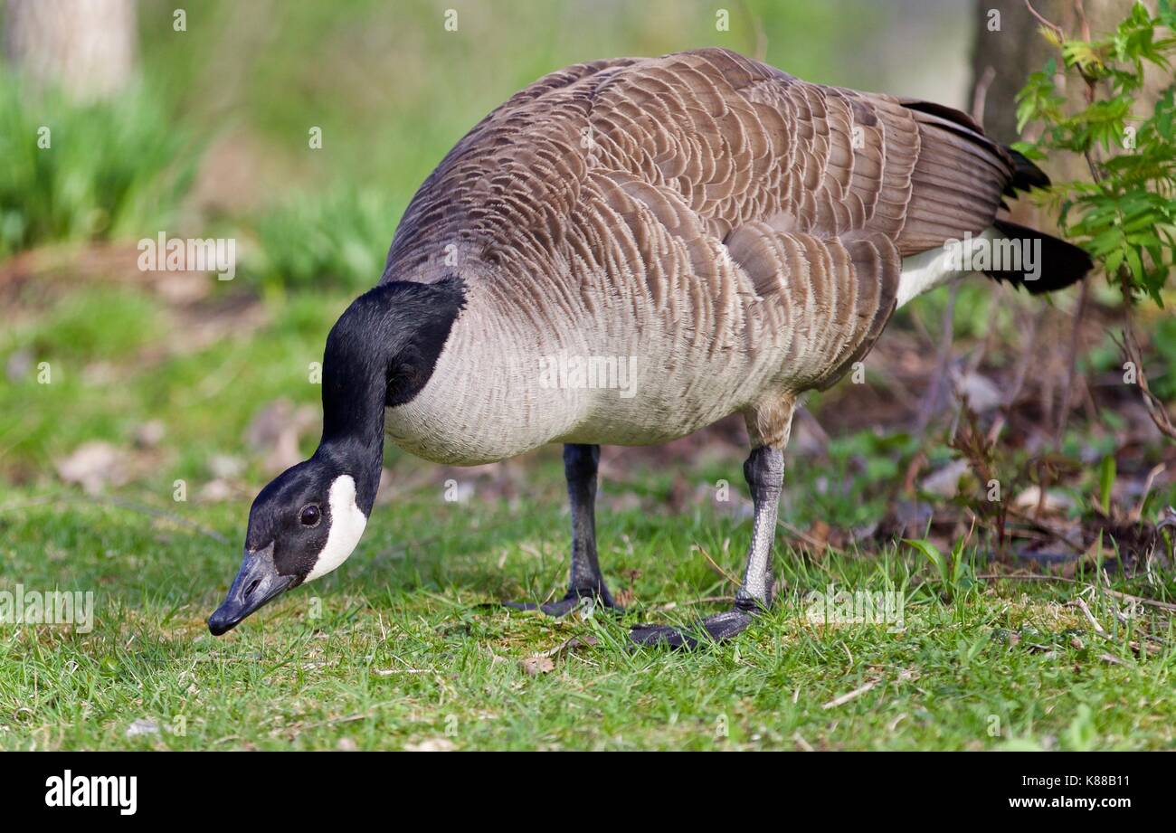 Goose cleaning feathers hi-res stock photography and images - Alamy