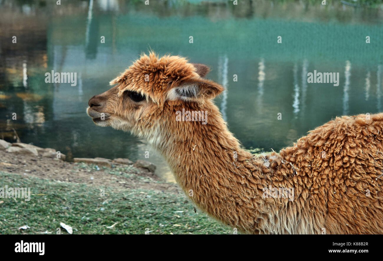 A beautiful and funny brown lama smile on a farm in Australia Stock ...