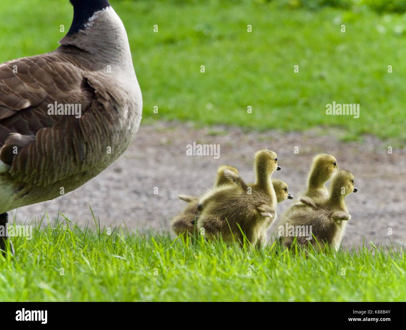 Happy family running through field hi-res stock photography and images ...