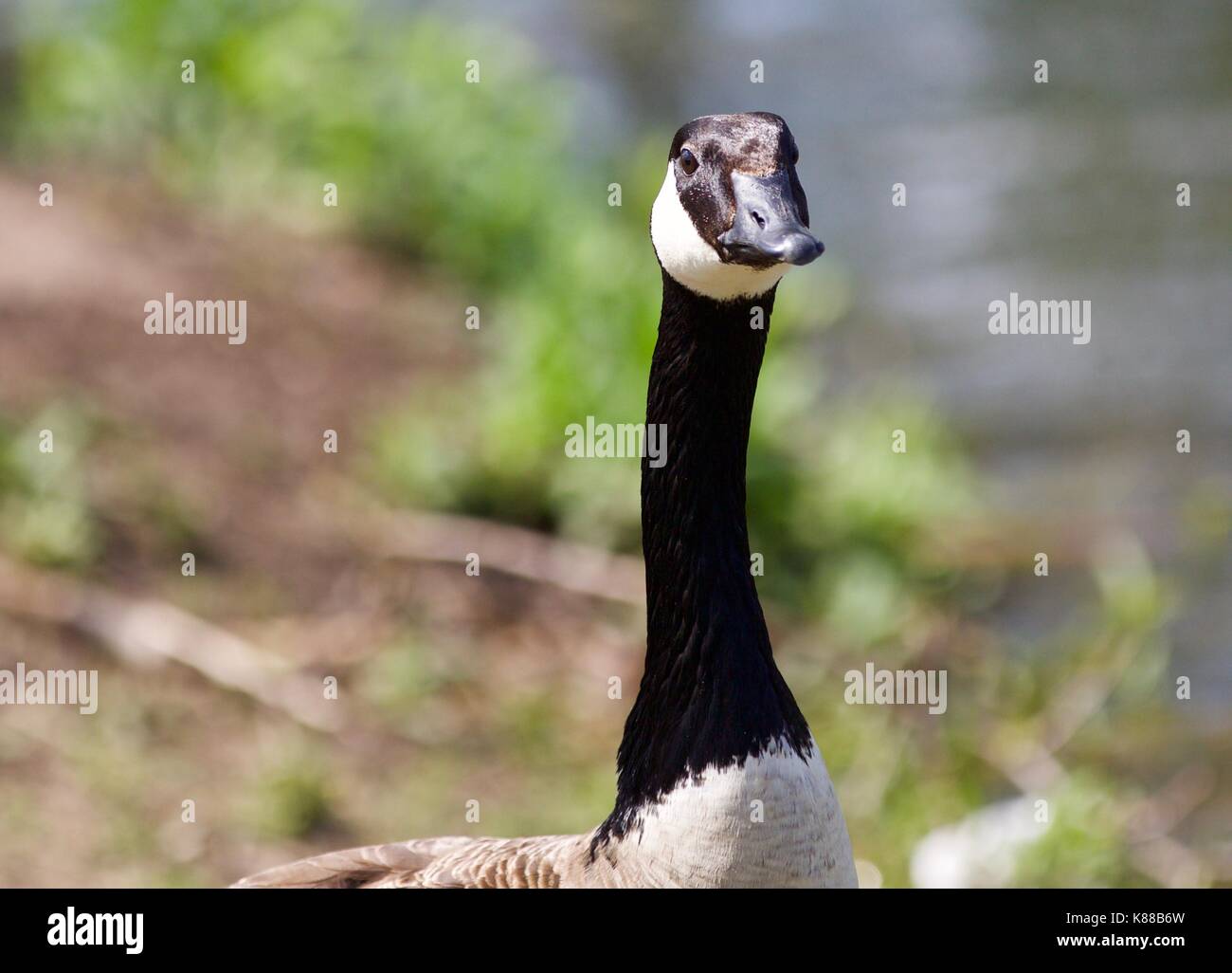 Beautiful isolated photo of a Canada goose looking Stock Photo - Alamy