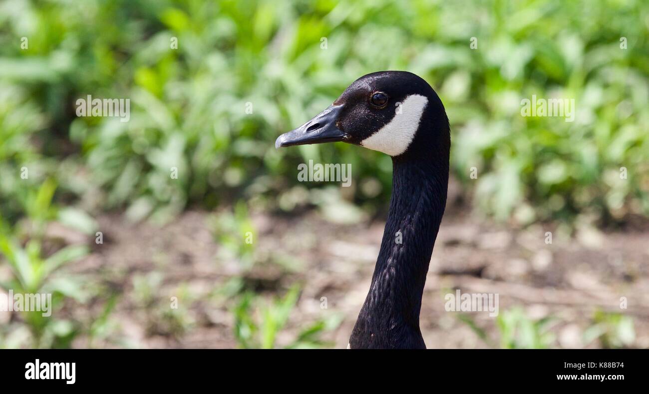Goose looking at camera hi-res stock photography and images - Alamy