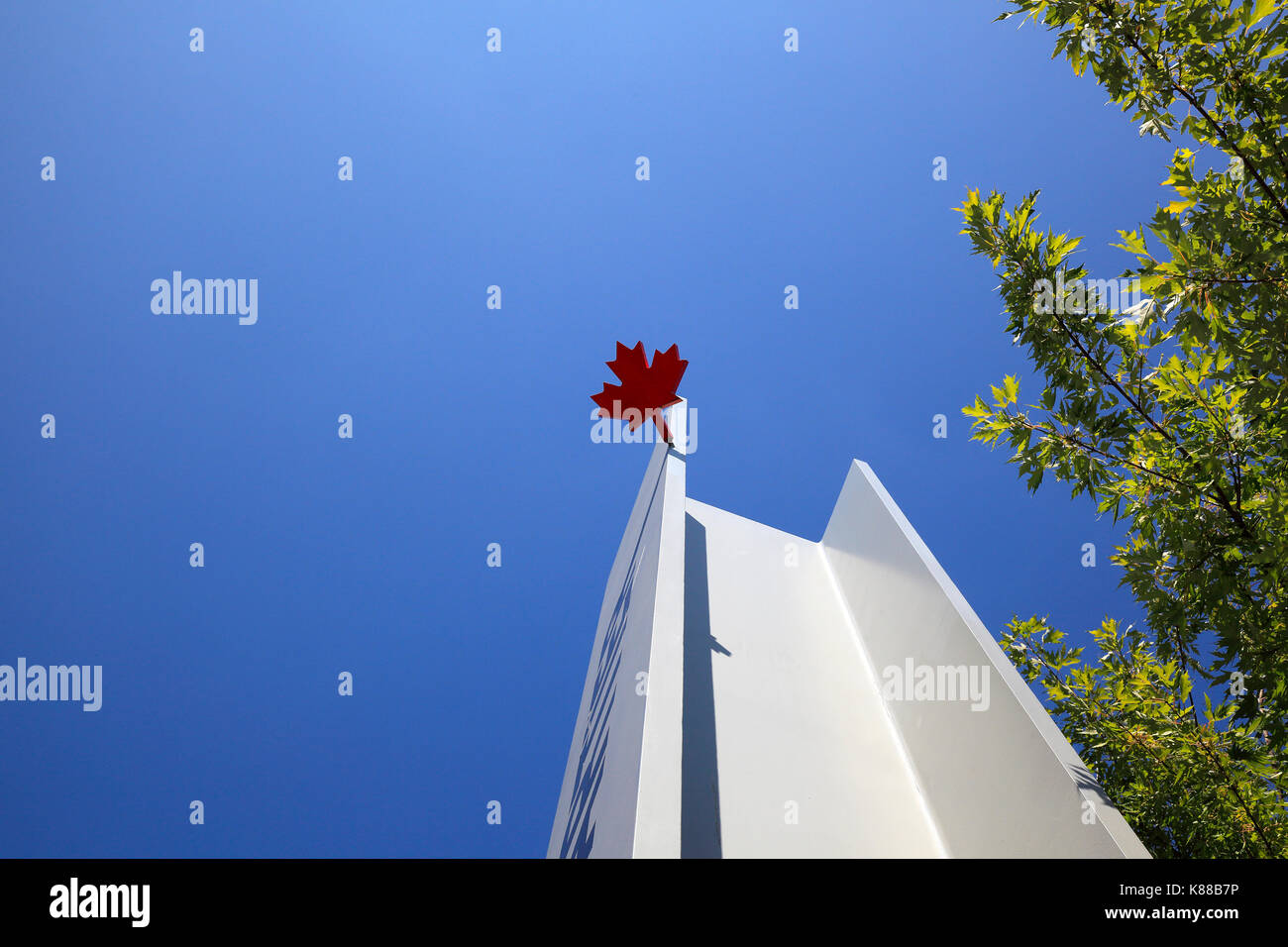 Canadian Maple High Resolution Stock Photography and Images - Alamy