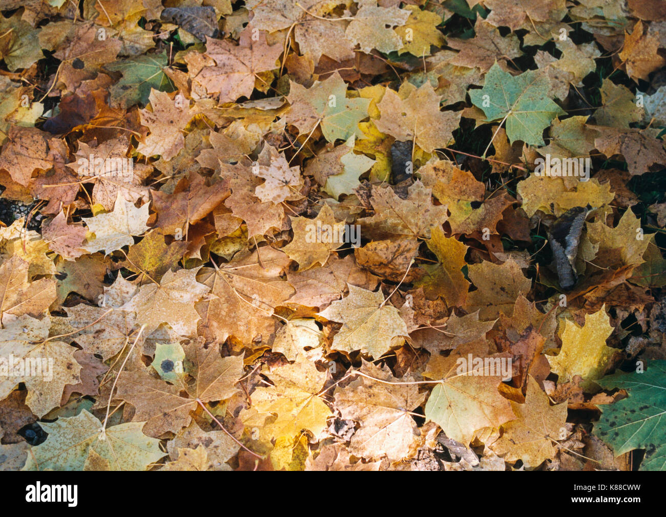 Seasons autumn leaves hi-res stock photography and images - Alamy