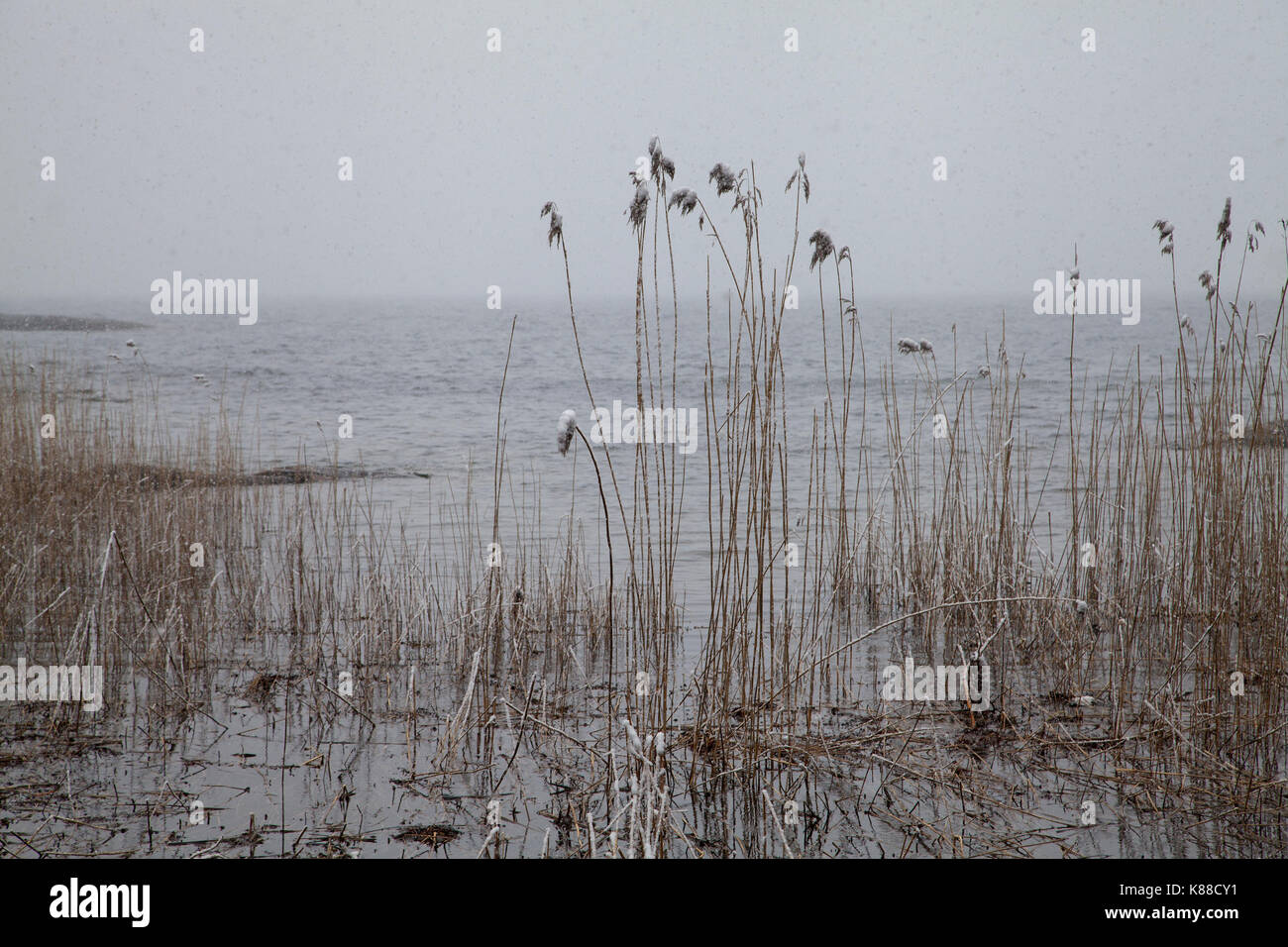 Reedy plant hi-res stock photography and images - Alamy