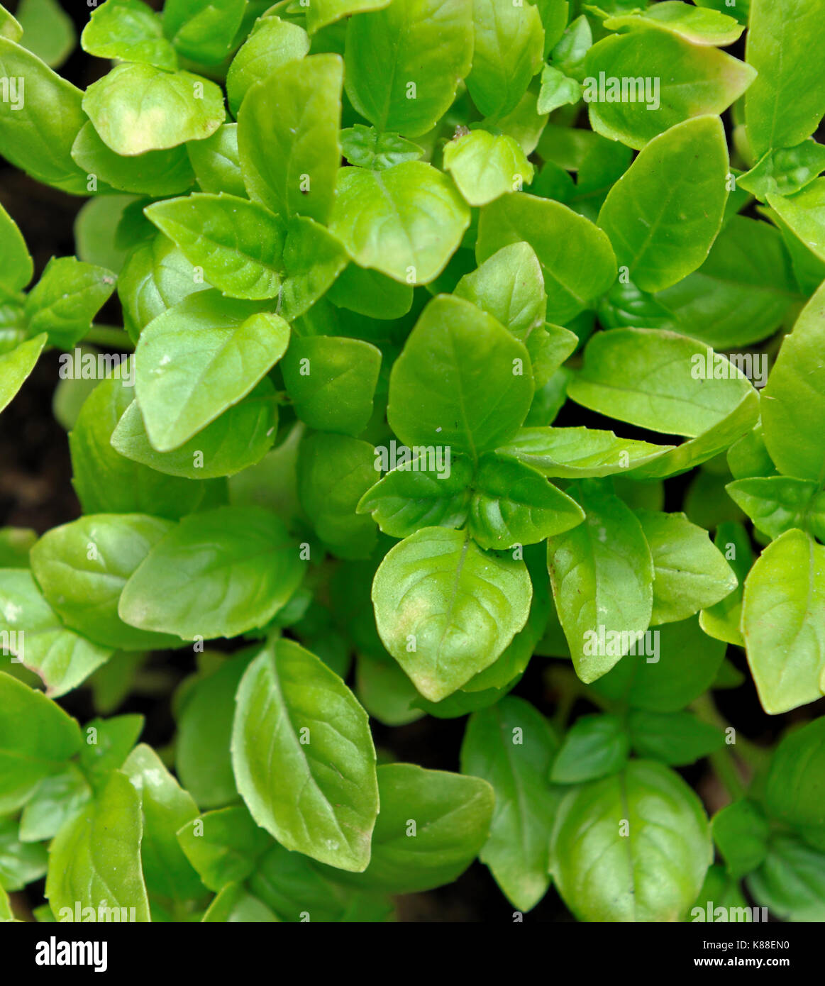 Leaves of fresh basil hi-res stock photography and images - Alamy