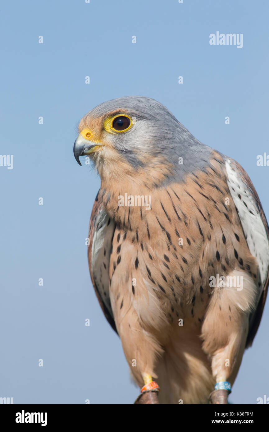 West of england falconry hi-res stock photography and images - Alamy