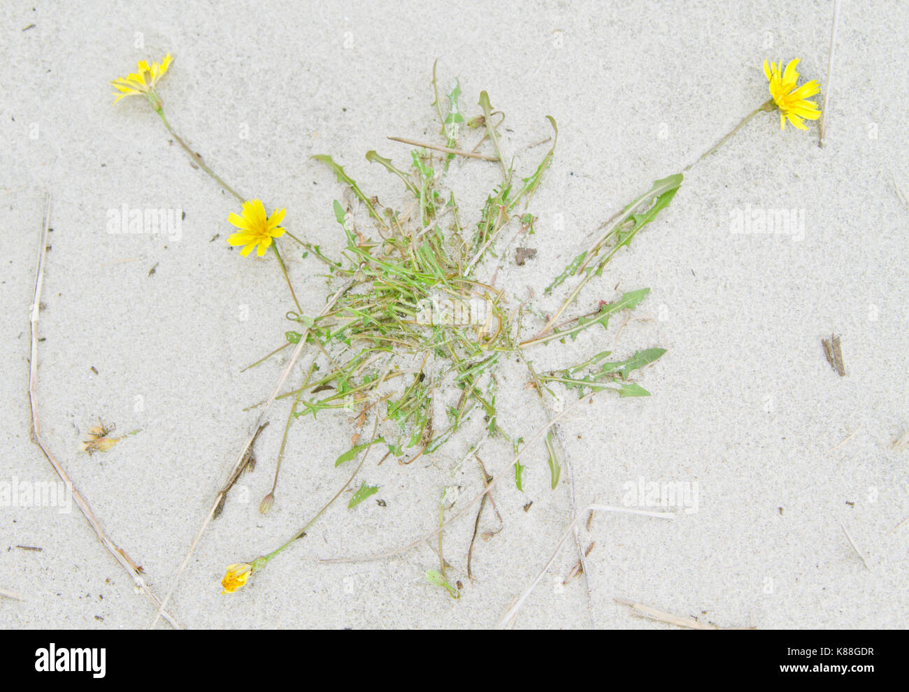 Rough hawkbit hi-res stock photography and images - Alamy