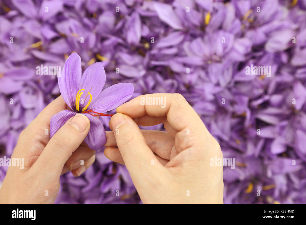 Saffron harvest hi-res stock photography and images - Alamy