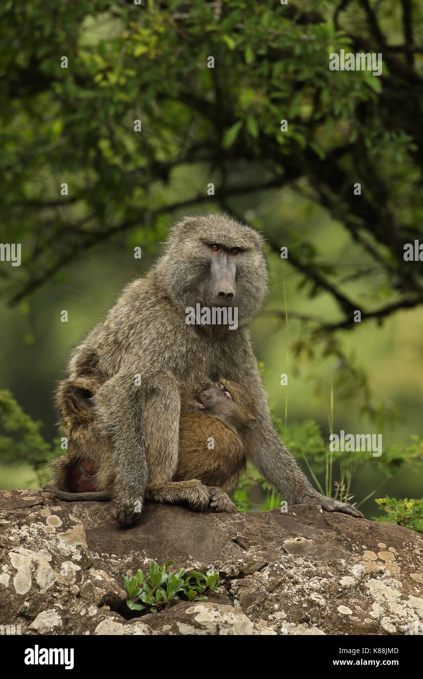 Olive baboons, Papio anubis, mother and young, Kenya Stock Photo - Alamy