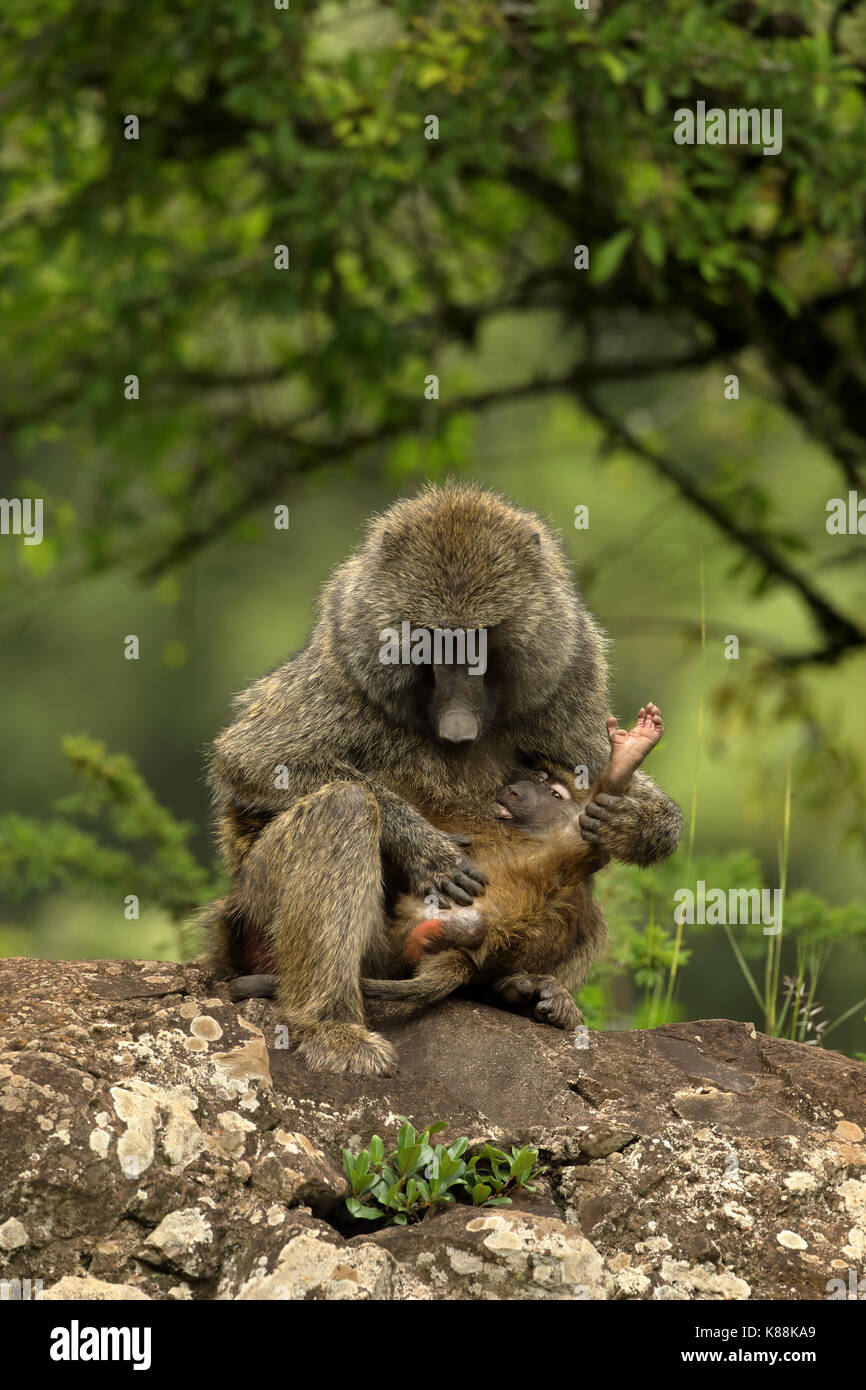 Olive Baboons Hugging High Resolution Stock Photography and Images - Alamy