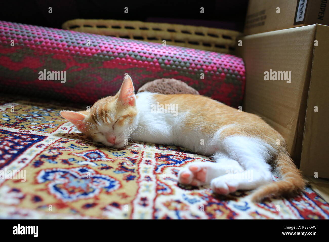 ginger white baby cat bedtime Stock Photo - Alamy