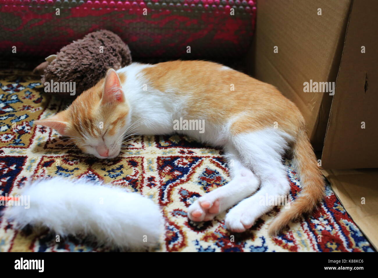 ginger white baby cat bedtime Stock Photo - Alamy